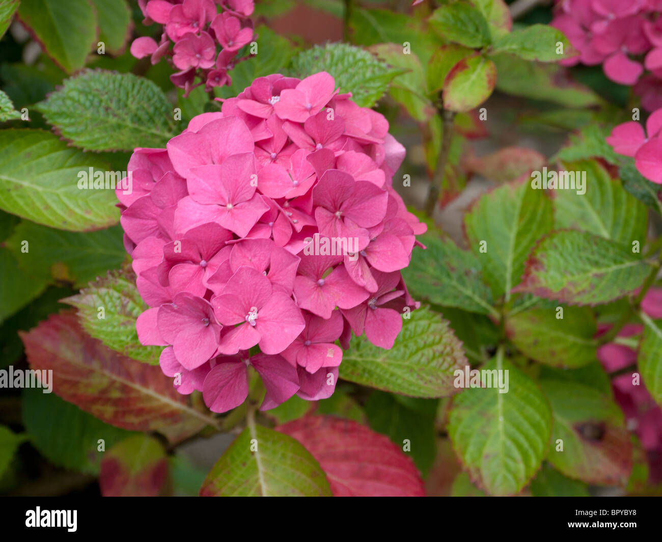 Hydrangea Pink Mophead Stock Photo - Alamy