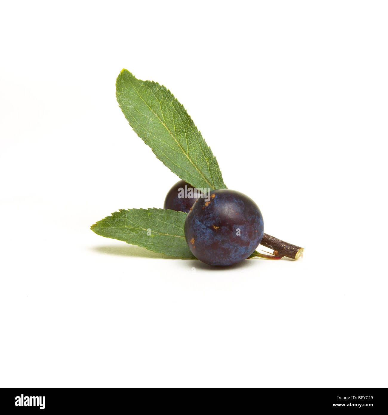 Wild Hedgerow Sloes from low perspective isolated against white Stock ...