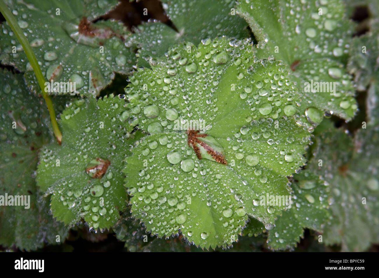 Dew Covered Leaves Stock Photo - Alamy
