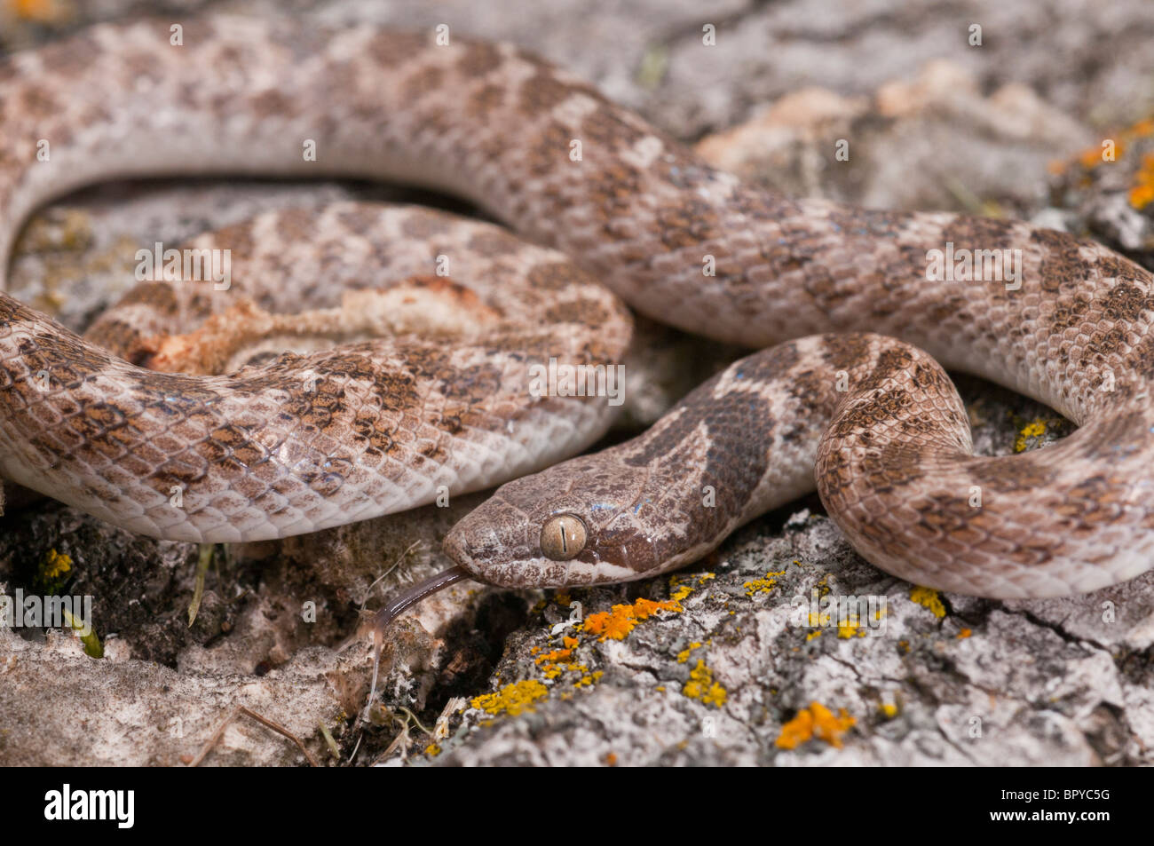 Texas night snake, Hypsiglena torquata jani, native to southern United ...