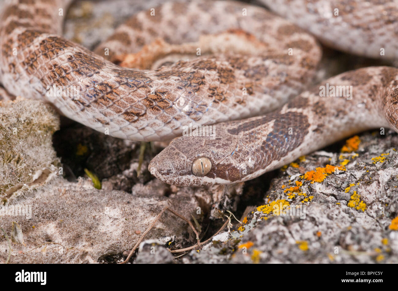 Texas night snake, Hypsiglena torquata jani, native to southern United ...