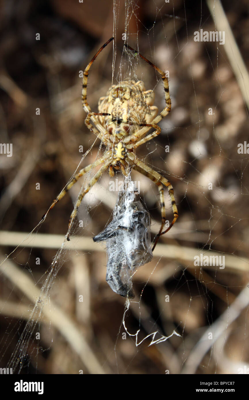 Spiderweb Cocooned Trees