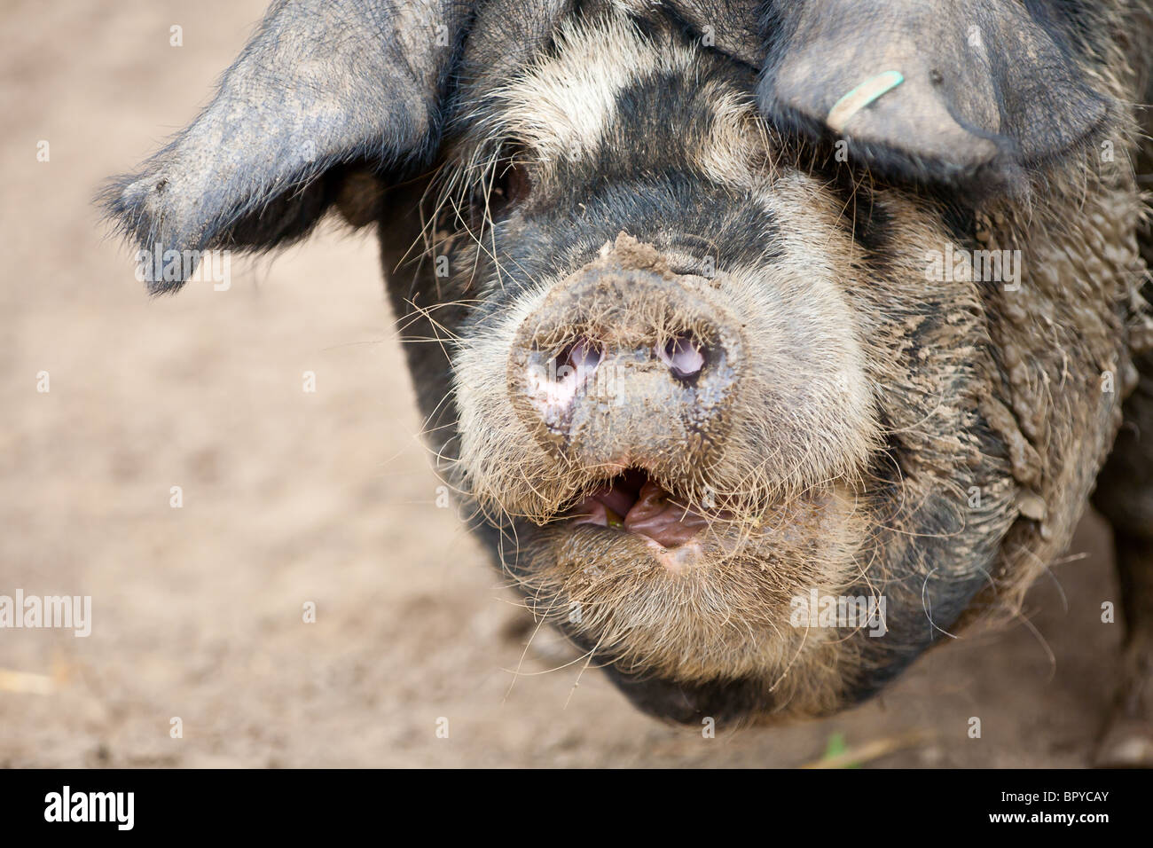 Muddy pig close up Stock Photo - Alamy
