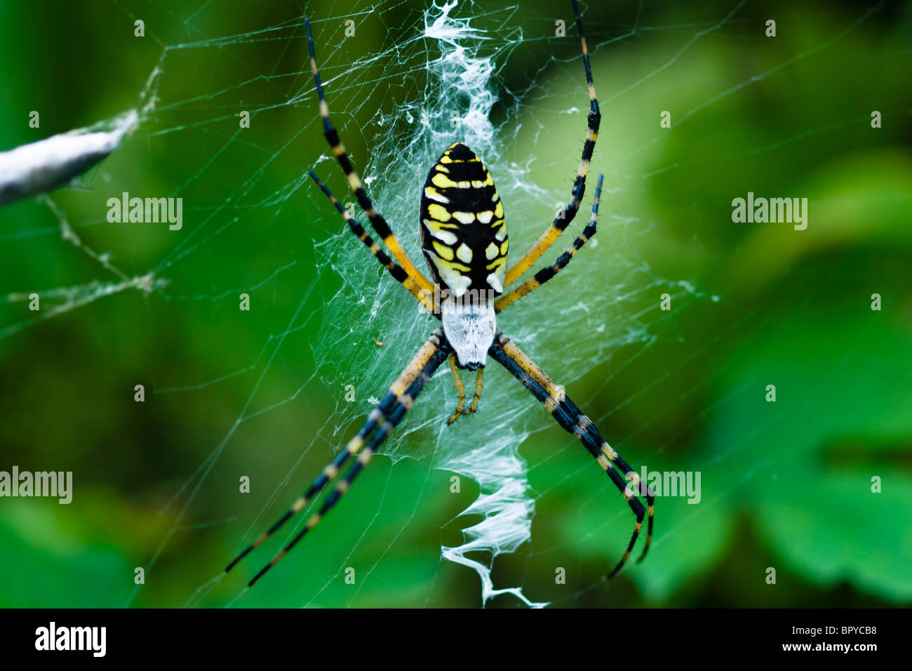 Banana spider hi-res stock photography and images - Alamy