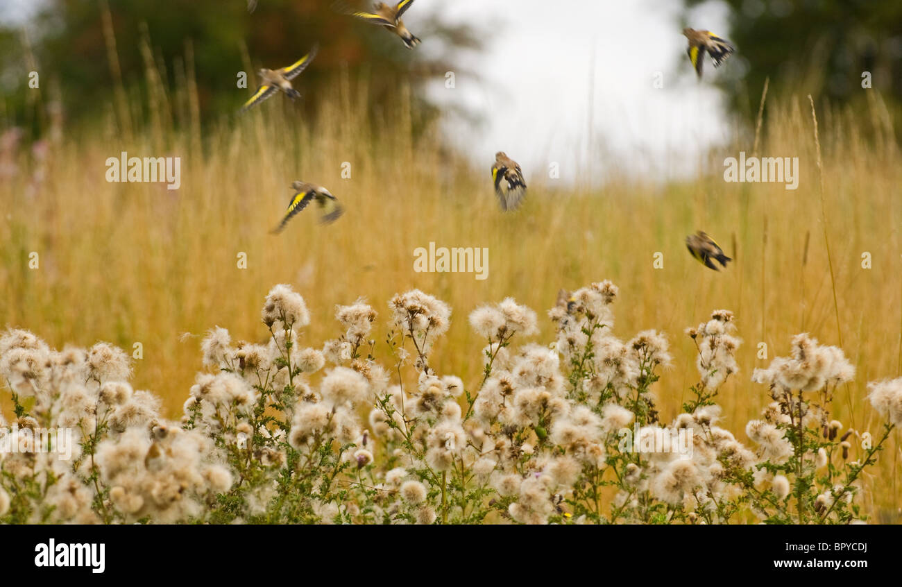 Gold finch flying hi-res stock photography and images - Alamy