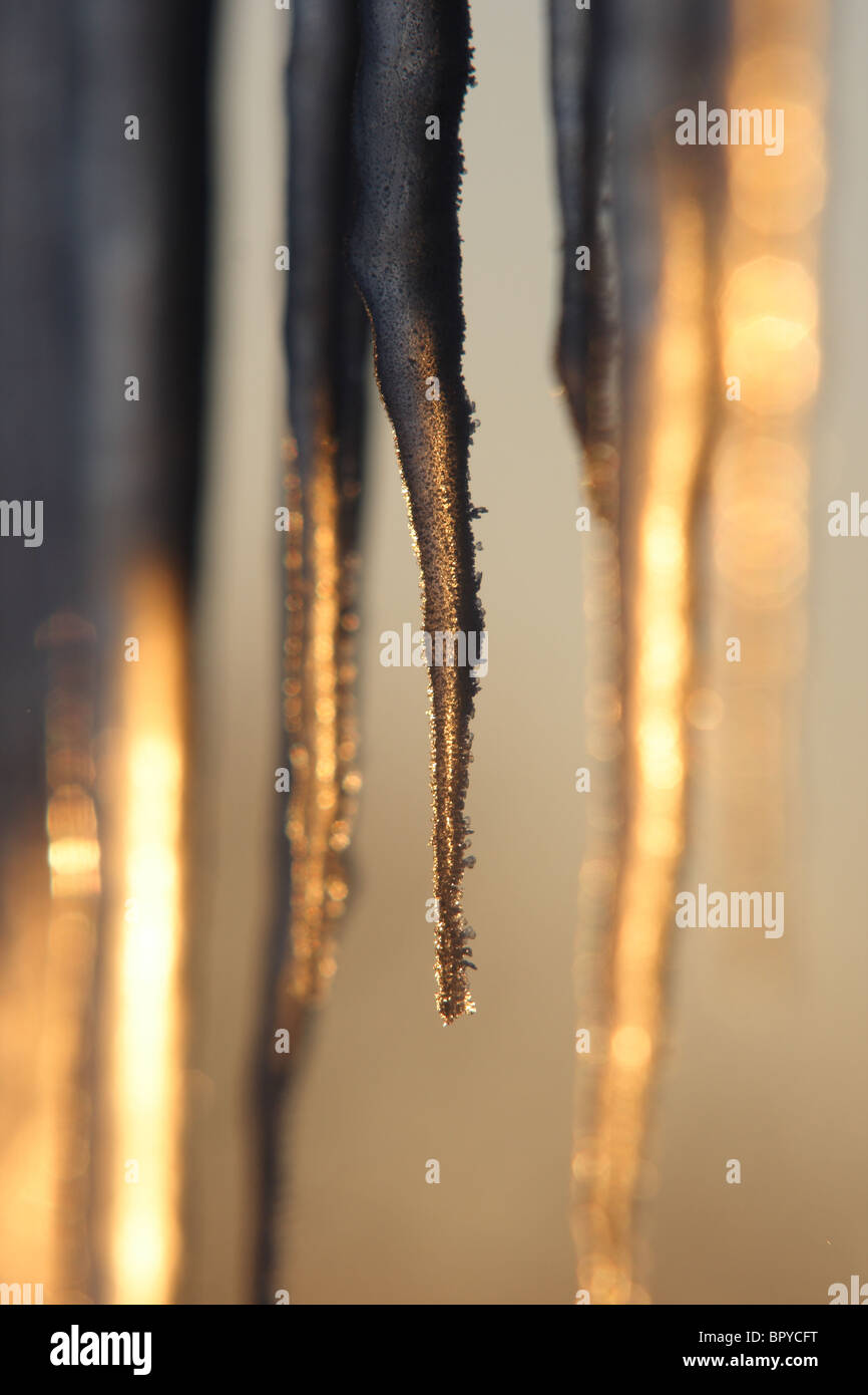 Yellow icicle hi-res stock photography and images - Alamy