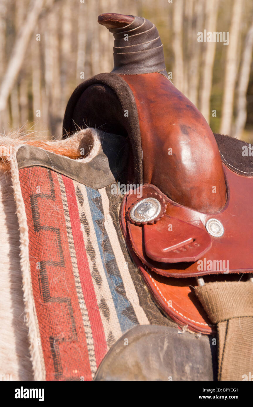 Saddle detail, horse, Jasper, Jasper National Park, Alberta, Canada ...
