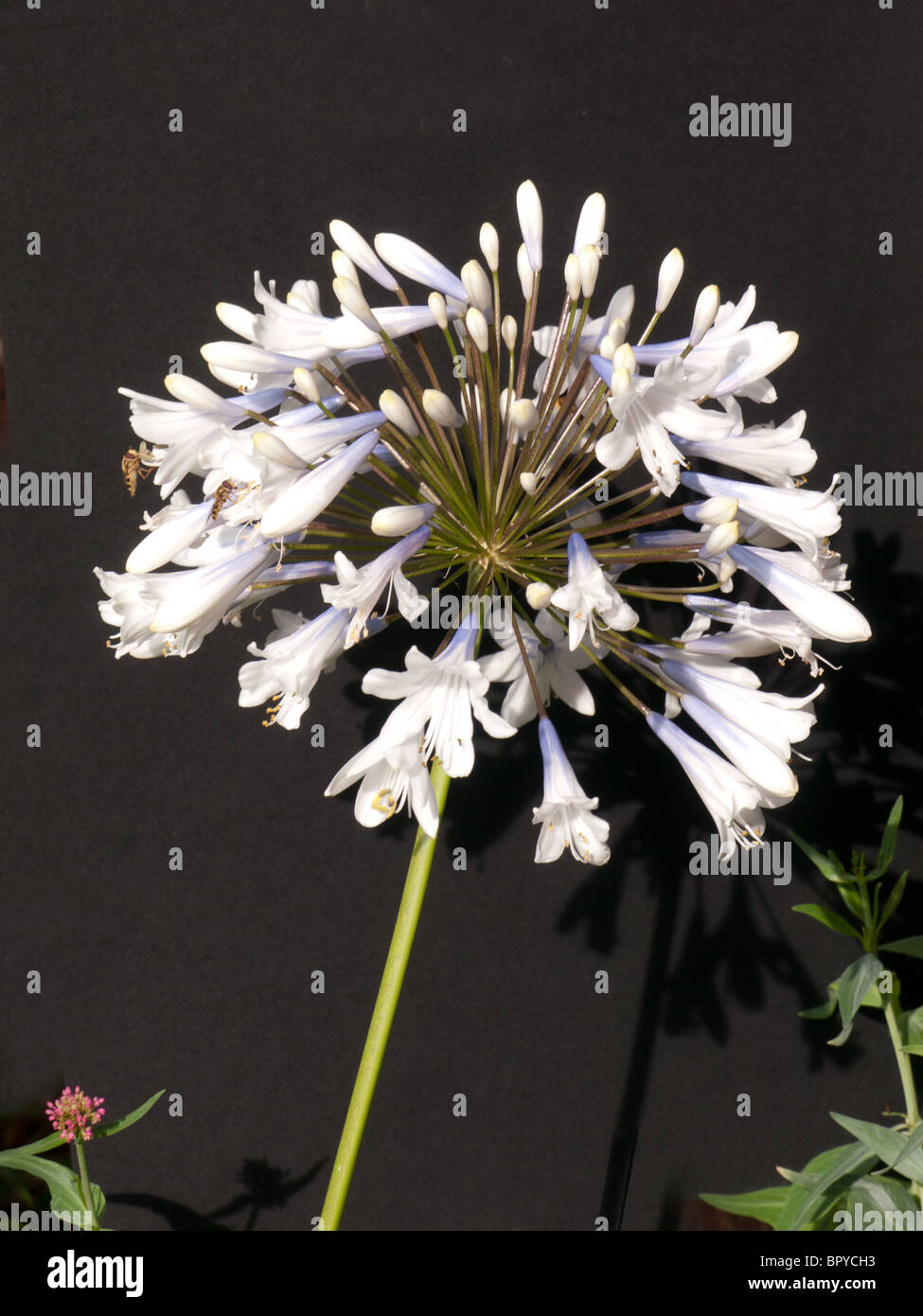 Agapanthus Enigma African Lily Stock Photo - Alamy