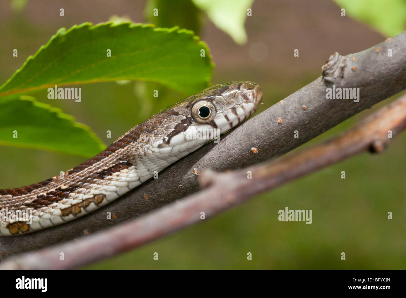 Juvenile rat snake hi-res stock photography and images - Alamy