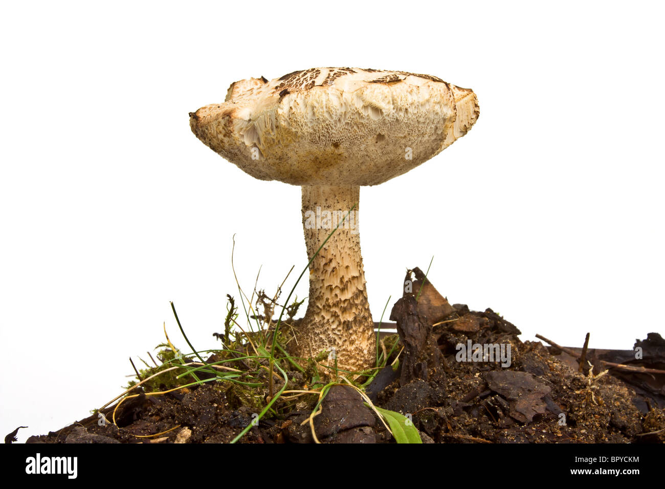 Wild Mushroom or Toadstool fungus isolated against white background in ...