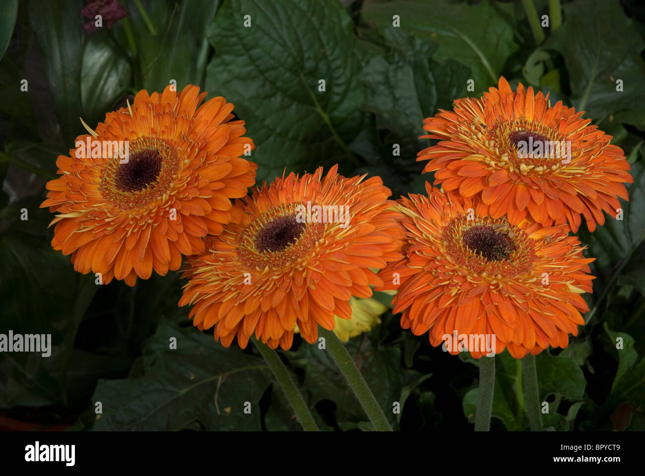 Four bright orange Gerbera Compositae at the Hampton Court Flower Show ...