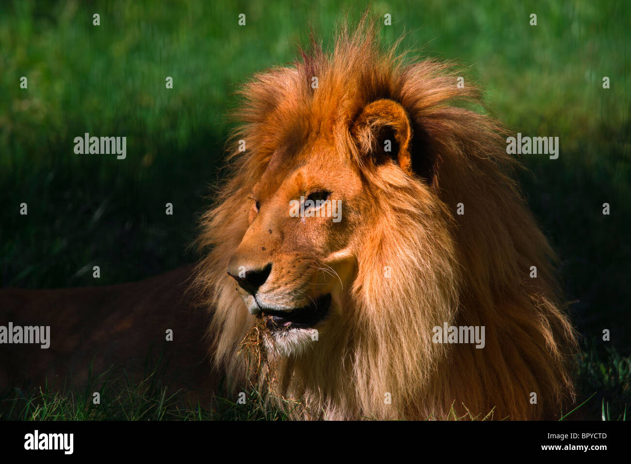 Lion, King of Beast Stock Photo - Alamy