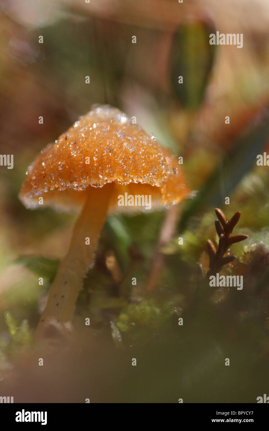 Mushroom covered with thin ice Stock Photo - Alamy