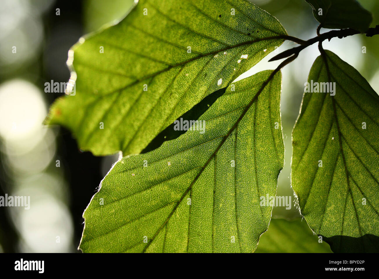 Detailed leaf hi-res stock photography and images - Alamy