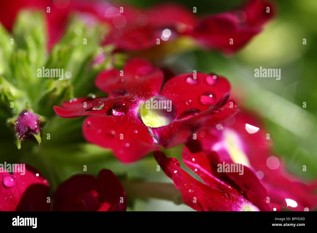 Wet flower after rain storm hi-res stock photography and images - Alamy