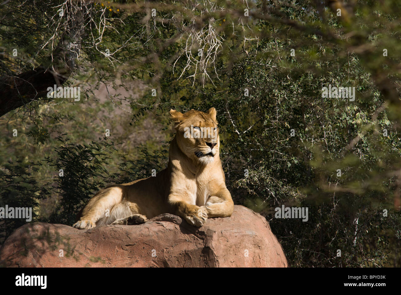 Mane lioness hi-res stock photography and images - Alamy