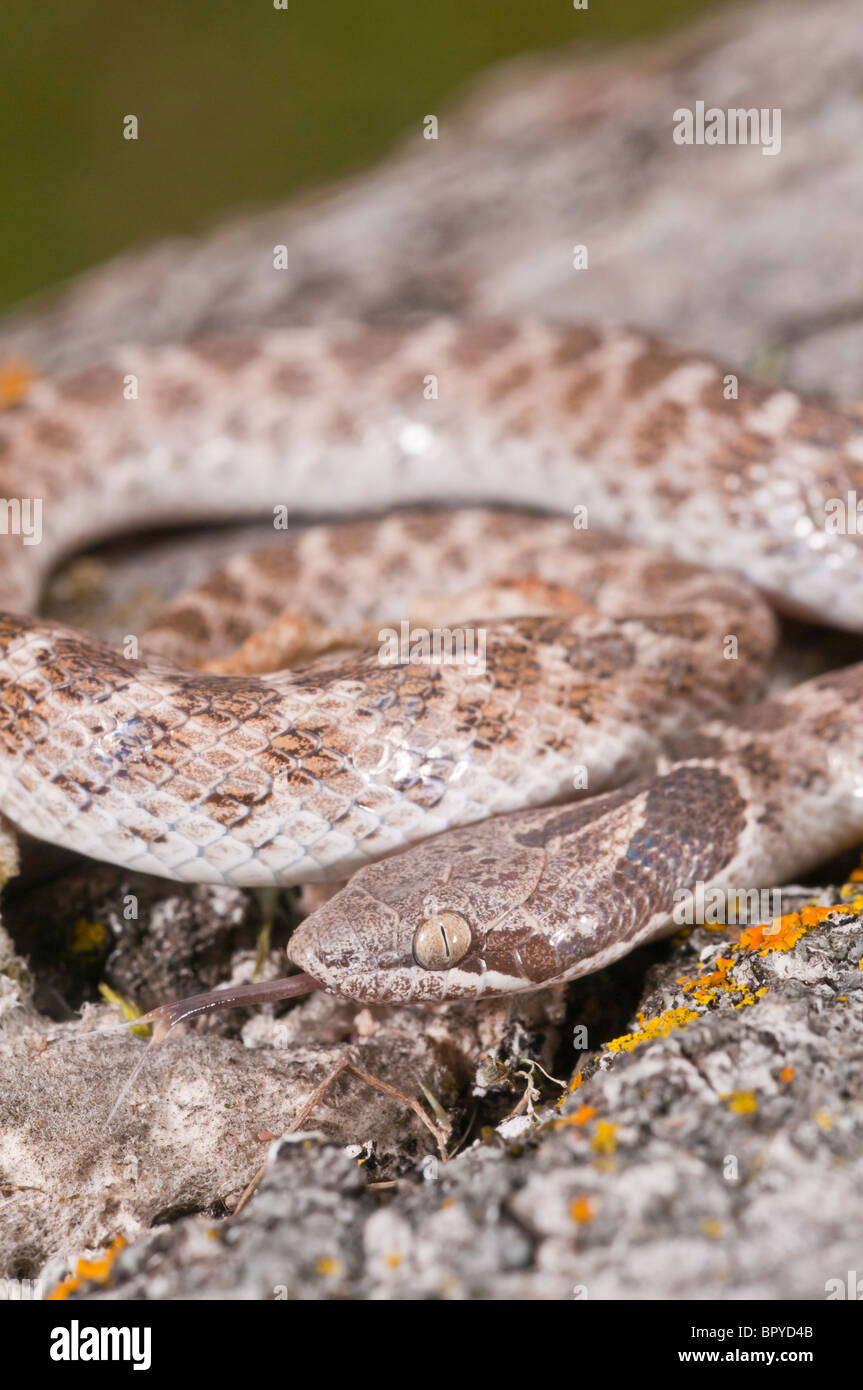 Night snake hi-res stock photography and images - Alamy