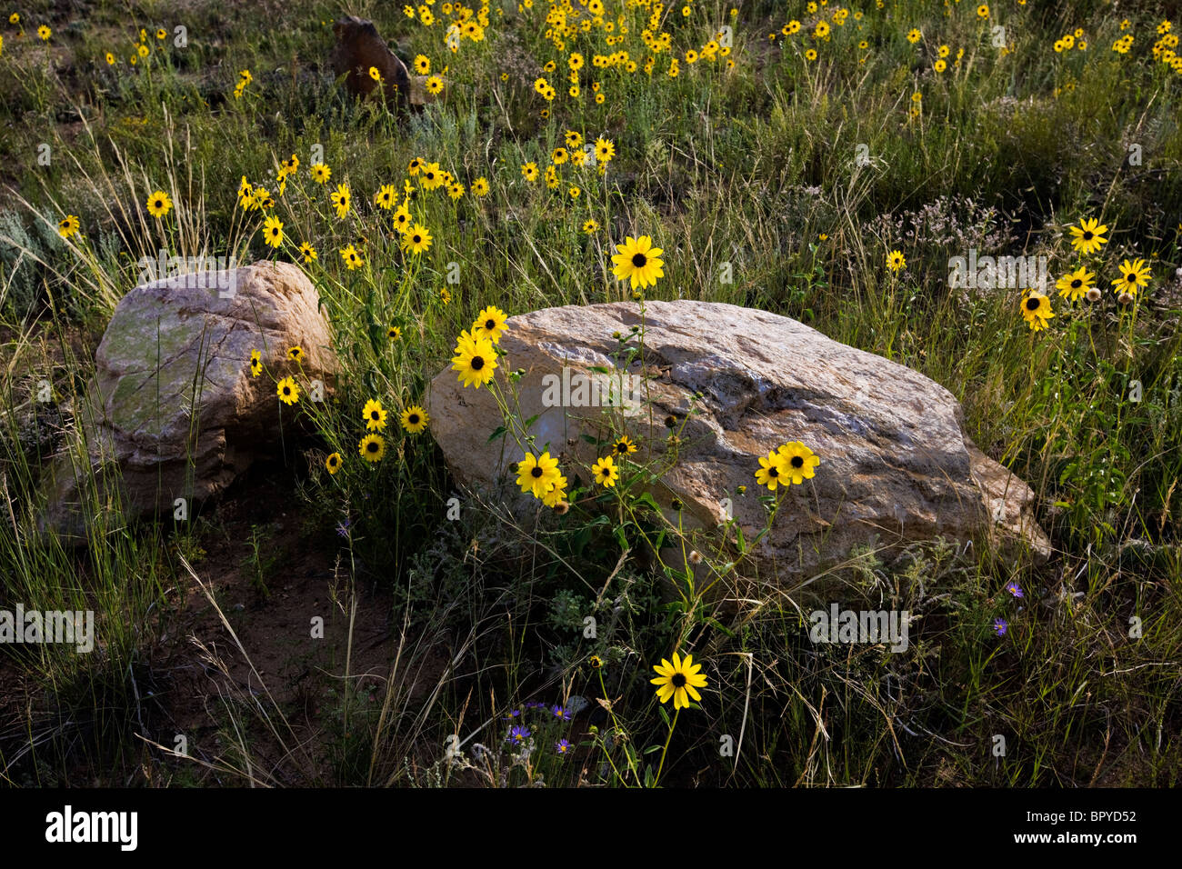 Ranch pasture full of wild sunflowers along the Collegiate Peaks Range ...