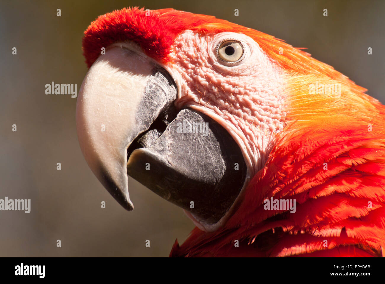 Loss of colonies hi-res stock photography and images - Alamy