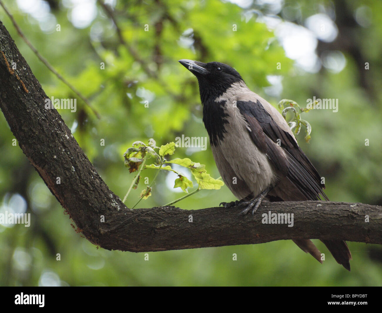 Crow ash tree hi-res stock photography and images - Alamy