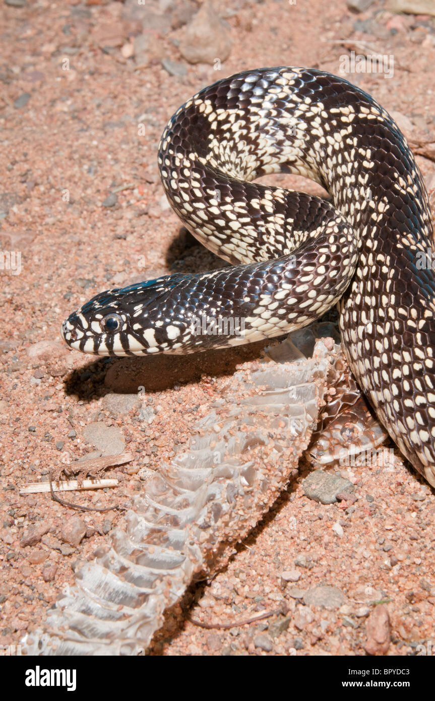 Texas desert king snake, Lampropeltis getula splendida, native to Texas ...
