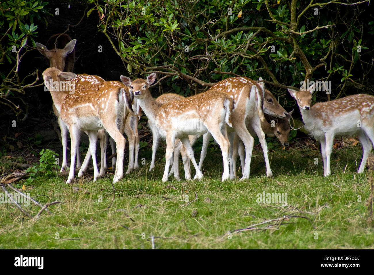 Fallow farm hi-res stock photography and images - Alamy