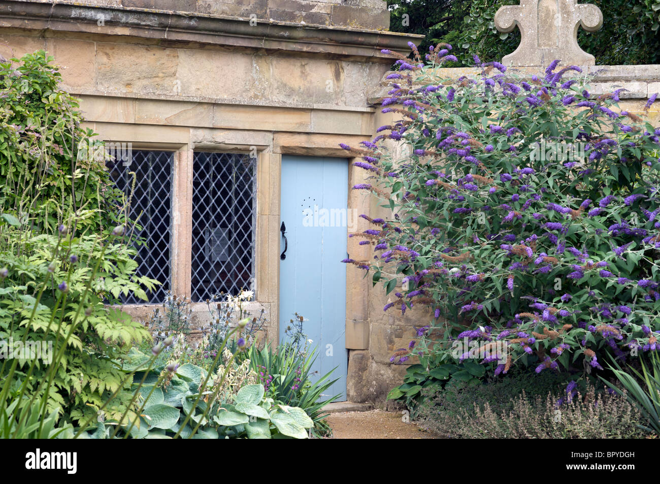 Buddleia hi-res stock photography and images - Alamy