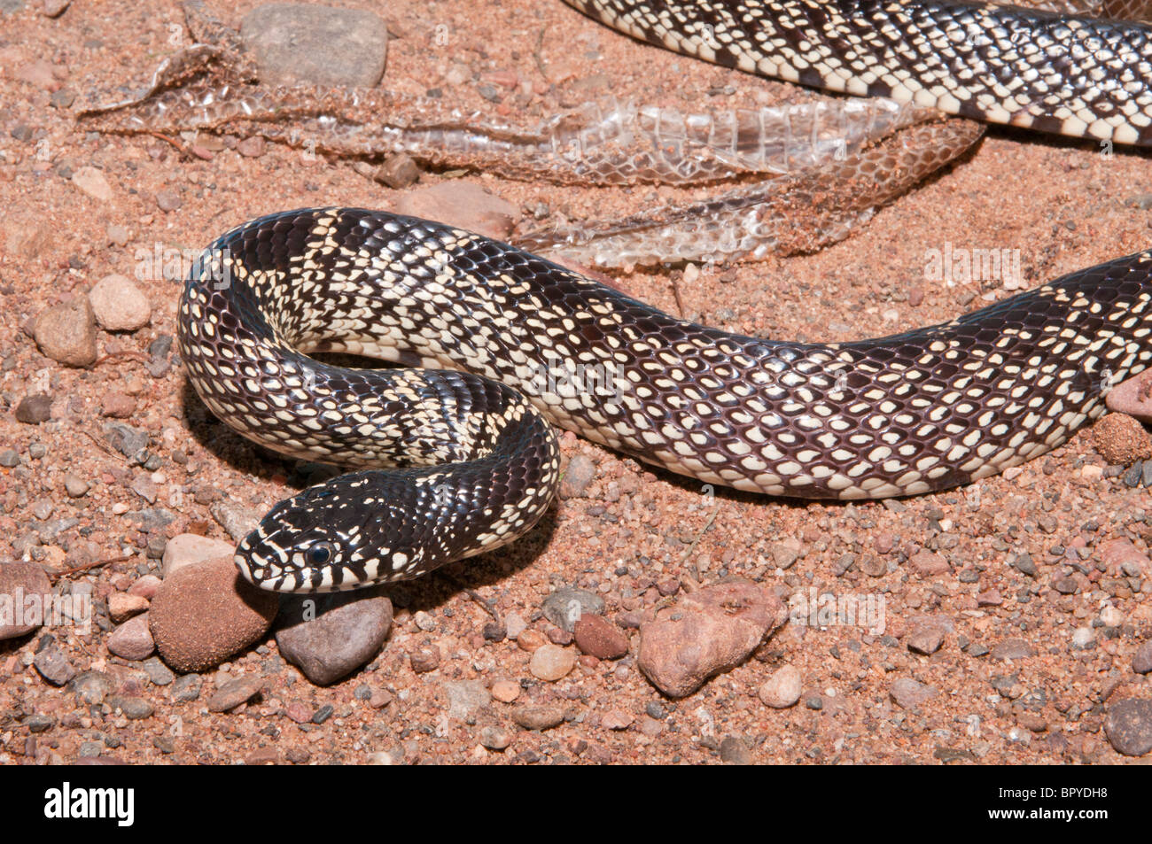 Texas desert king snake, Lampropeltis getula splendida, native to Texas ...