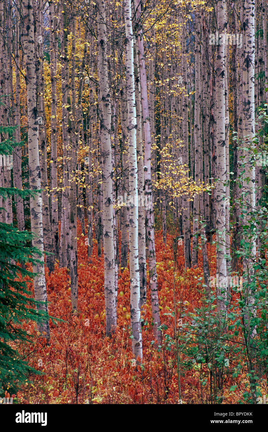 Trembling Aspen Trees, Tree Trunk (Populus tremuloides), Mount Robson ...