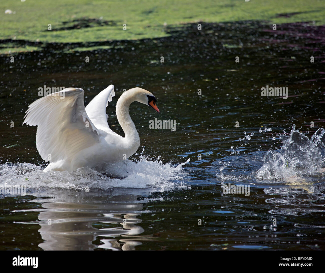 Splash landing hi-res stock photography and images - Alamy