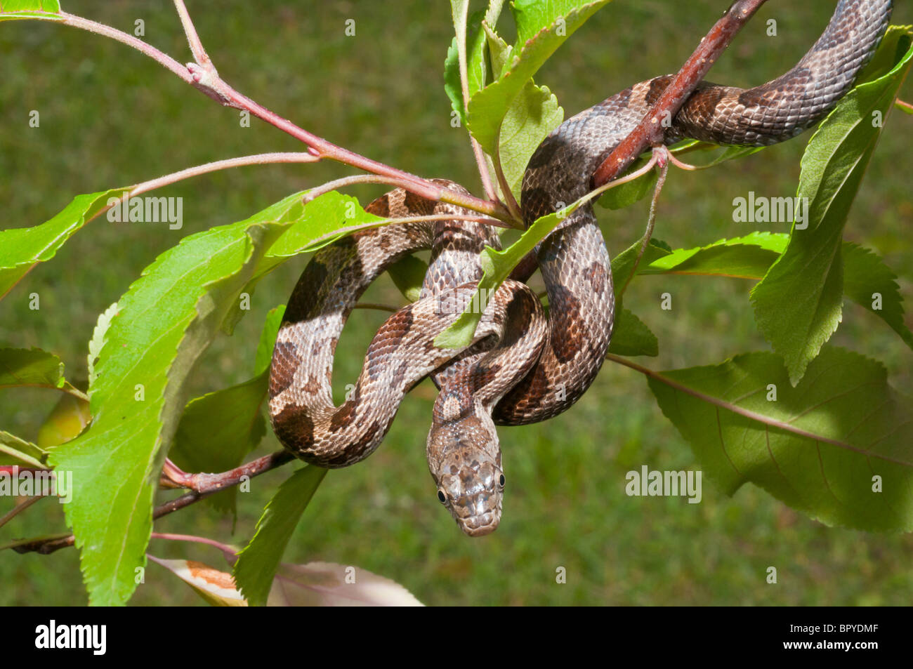 Juvenile rat snake hi-res stock photography and images - Alamy