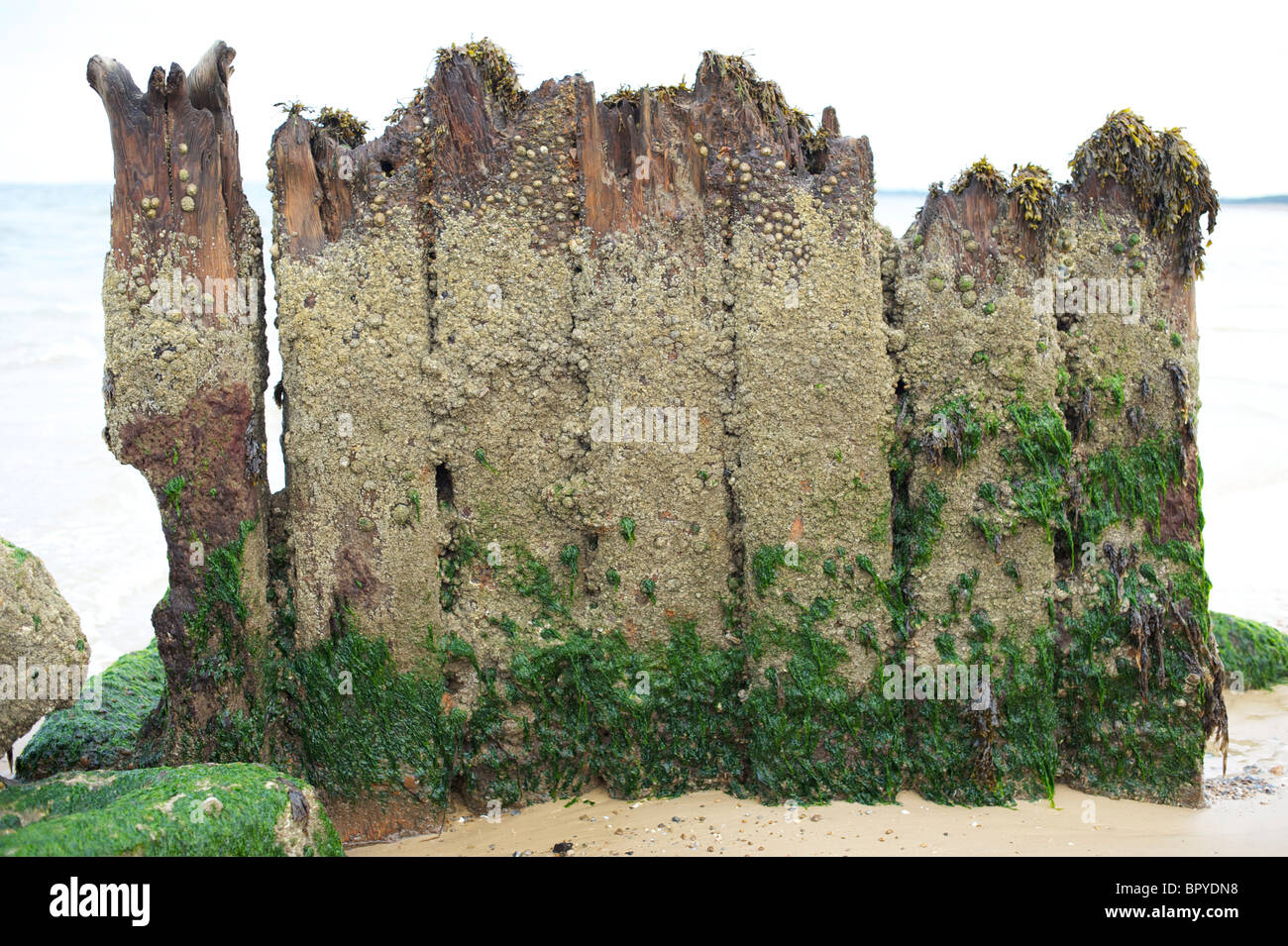 Coastal groins hi-res stock photography and images - Alamy