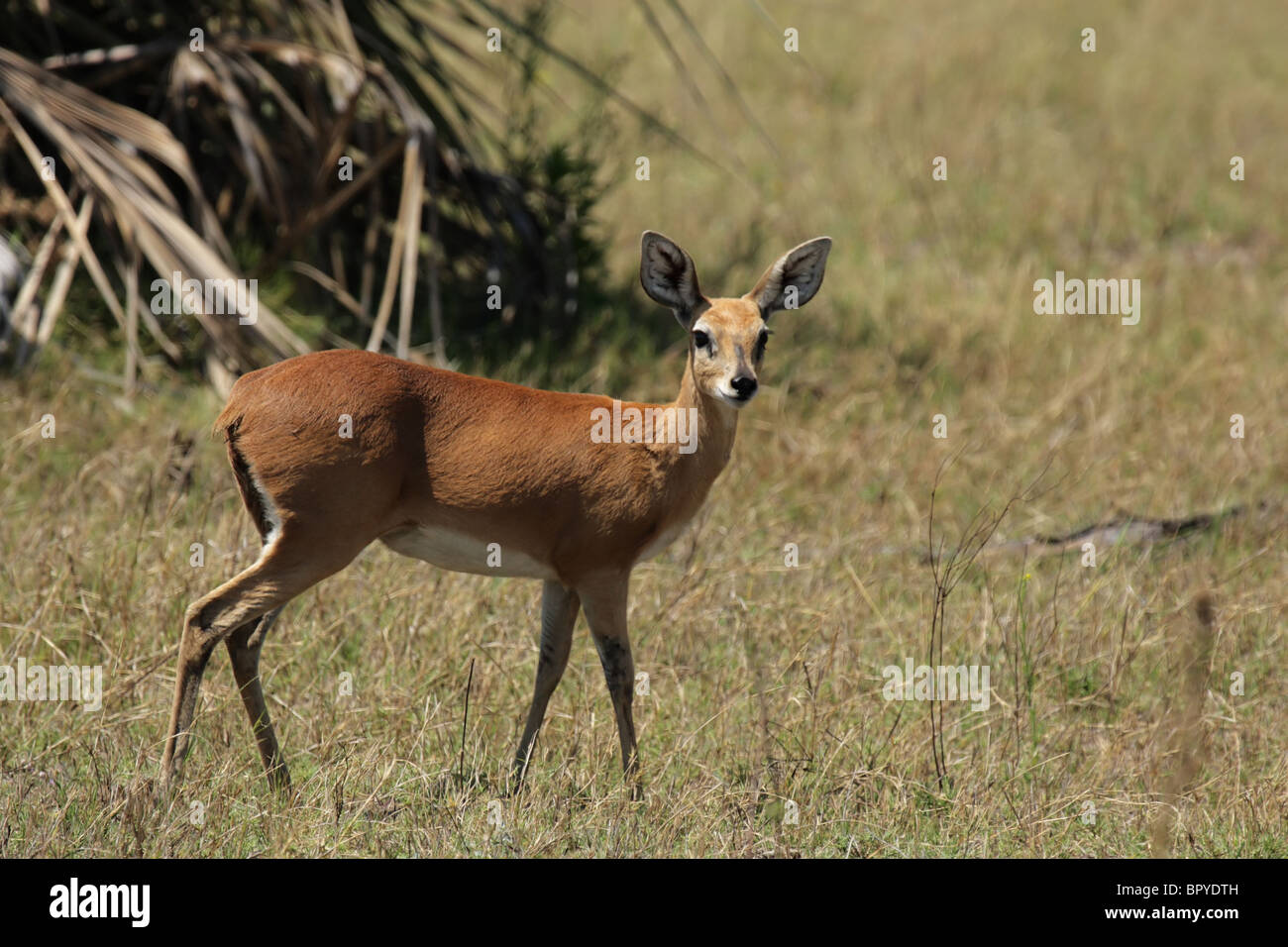 Raphicerus campestris hi-res stock photography and images - Alamy