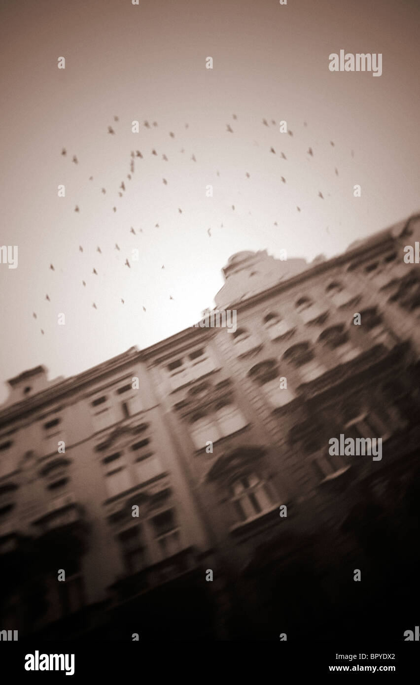 Flock of Birds flying overhead Stock Photo - Alamy
