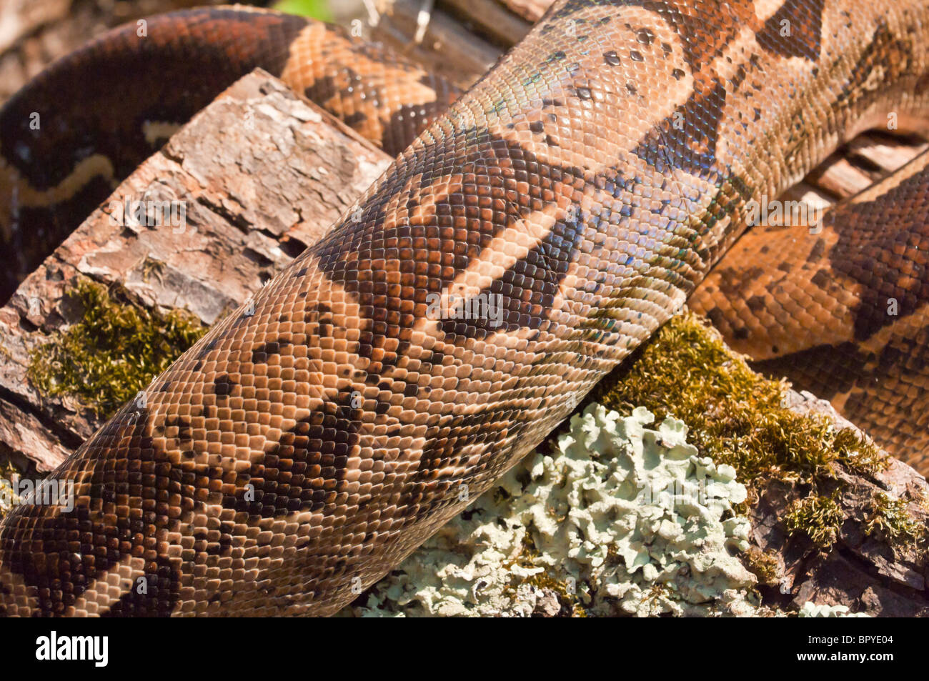 Columbian boa constrictor, red-tail boa, Boa constrictor imperator ...