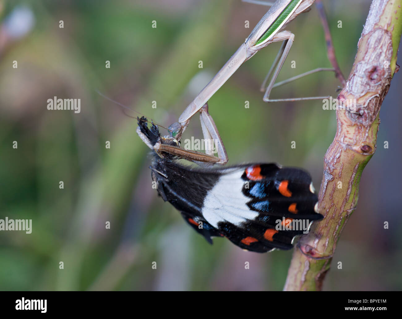 praymantis eating a butterfly Stock Photo - Alamy