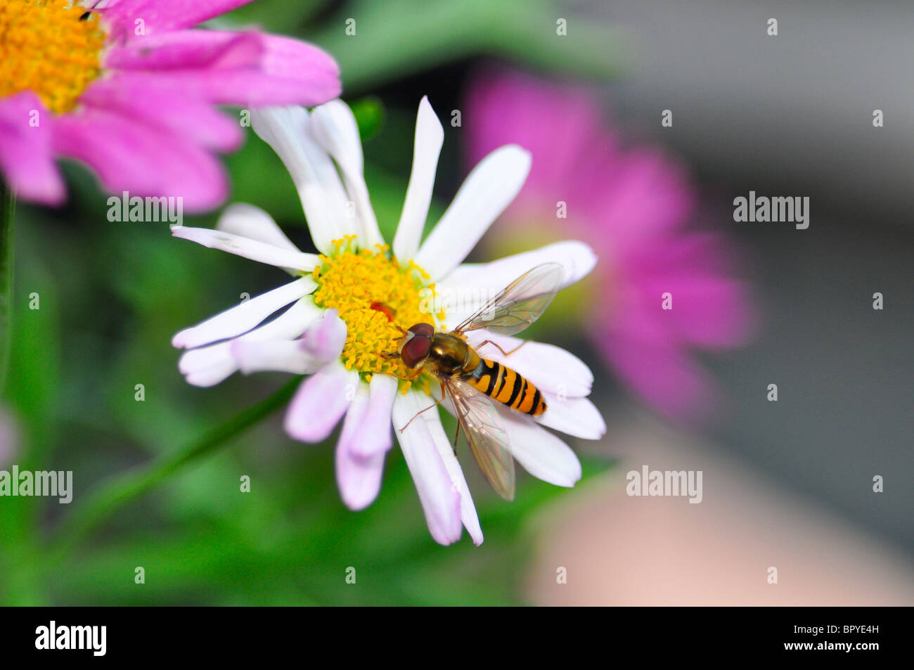 Garden hover fly hi-res stock photography and images - Alamy