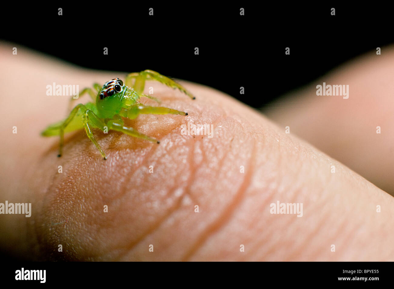 Green jumping spider hi-res stock photography and images - Alamy