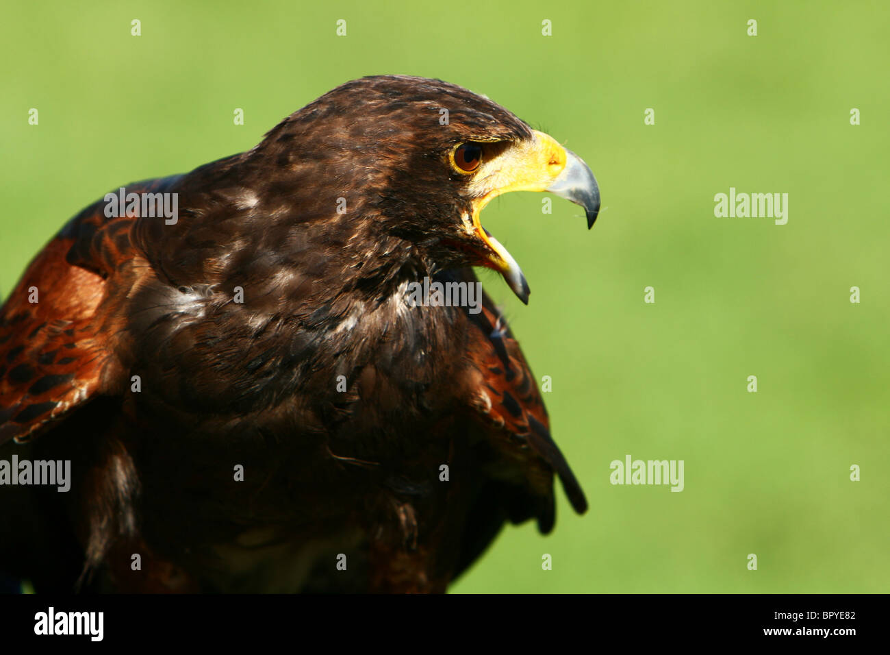 Alert Harris Hawk Beak open Stock Photo - Alamy