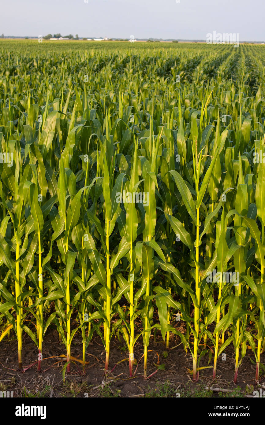 A lush green corn crop in rural Illinois Stock Photo - Alamy