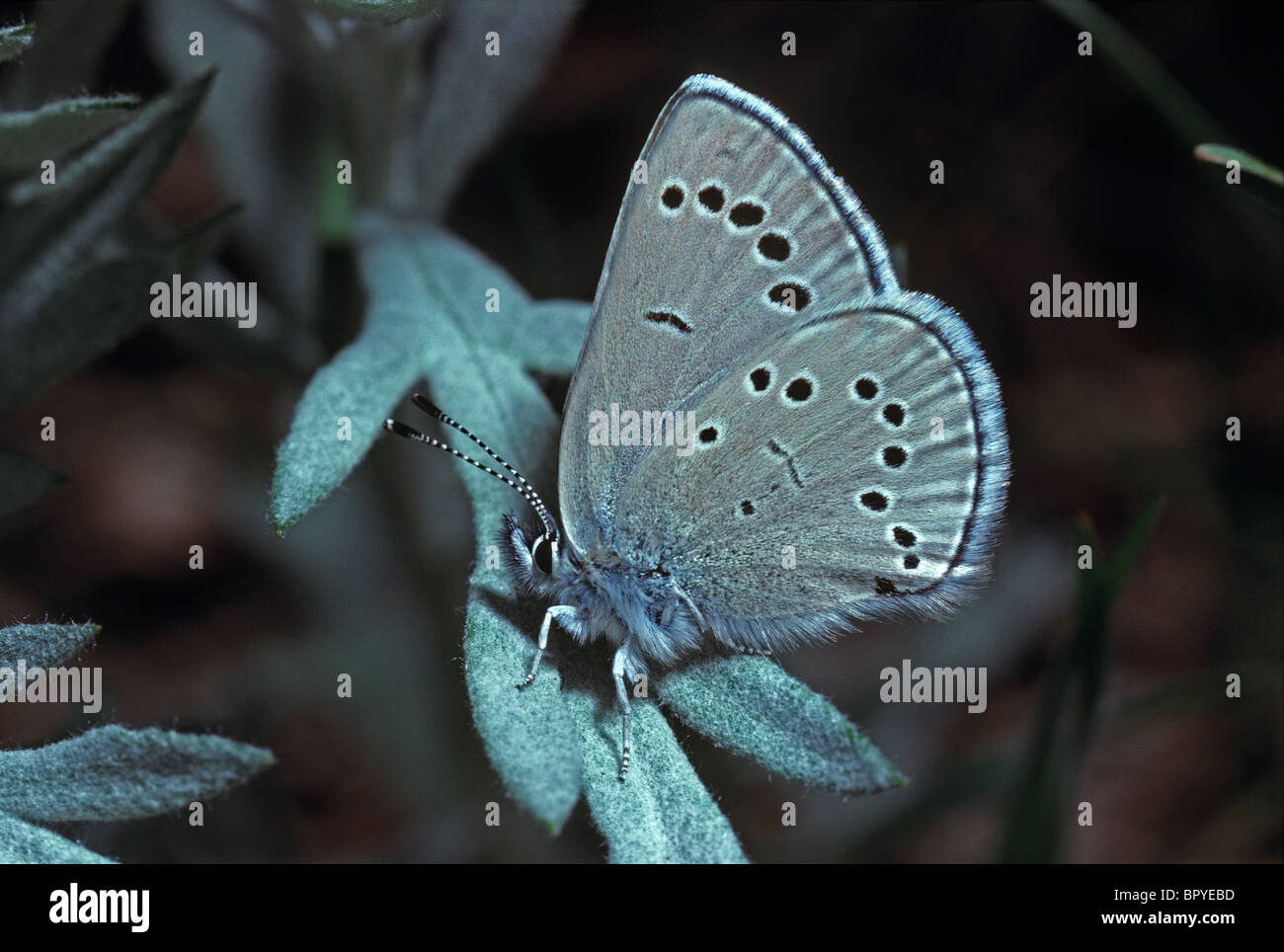 Silvery Blue butterfly (Glaucopsyche lygdamus), Morrison Colorado US ...