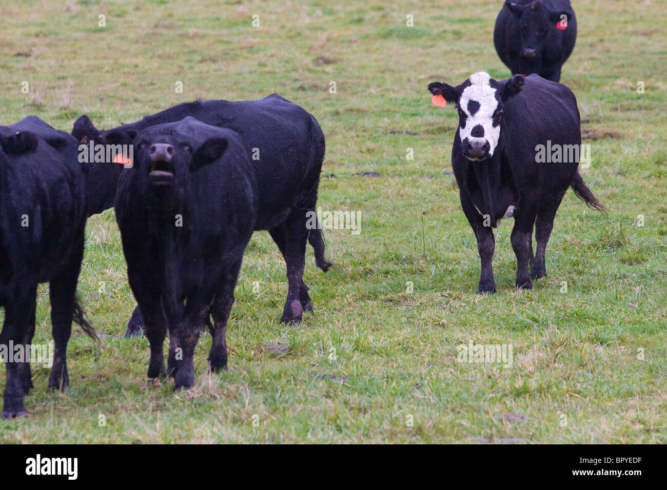 Moo cow hi-res stock photography and images - Alamy