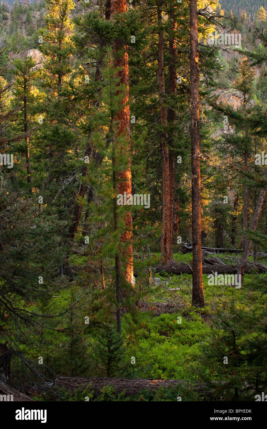 Red Spruce High Resolution Stock Photography and Images - Alamy