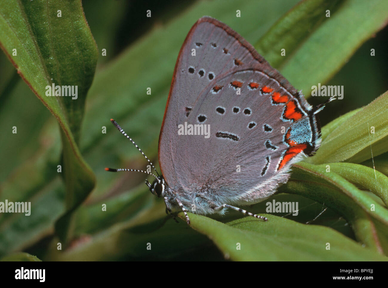 Acadian Hairstreak butterfly (Strymon acadia), Michigan Stock Photo - Alamy