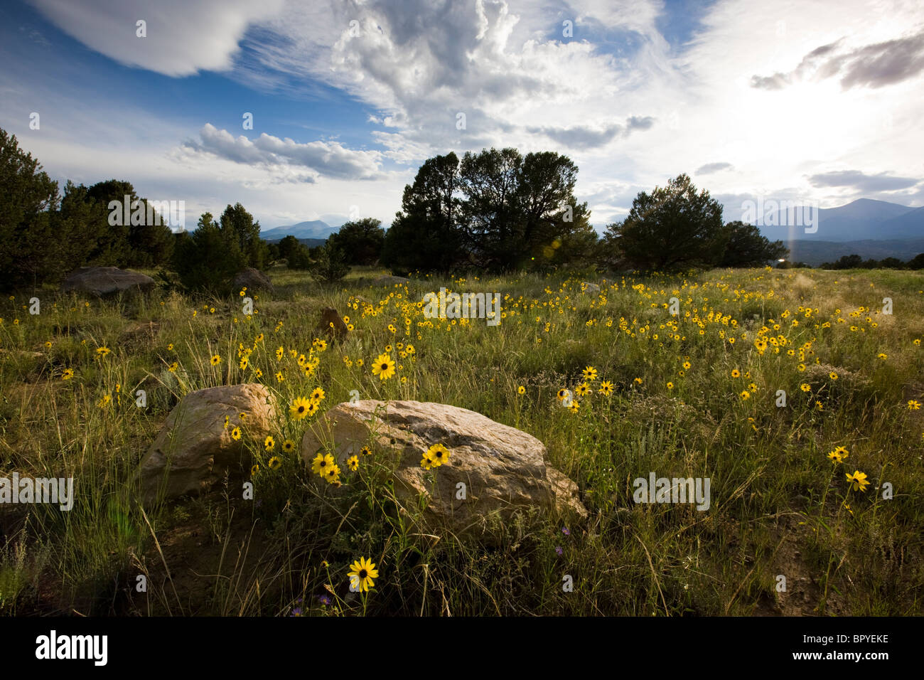 Ranch pasture full of wild sunflowers along the Collegiate Peaks Range ...