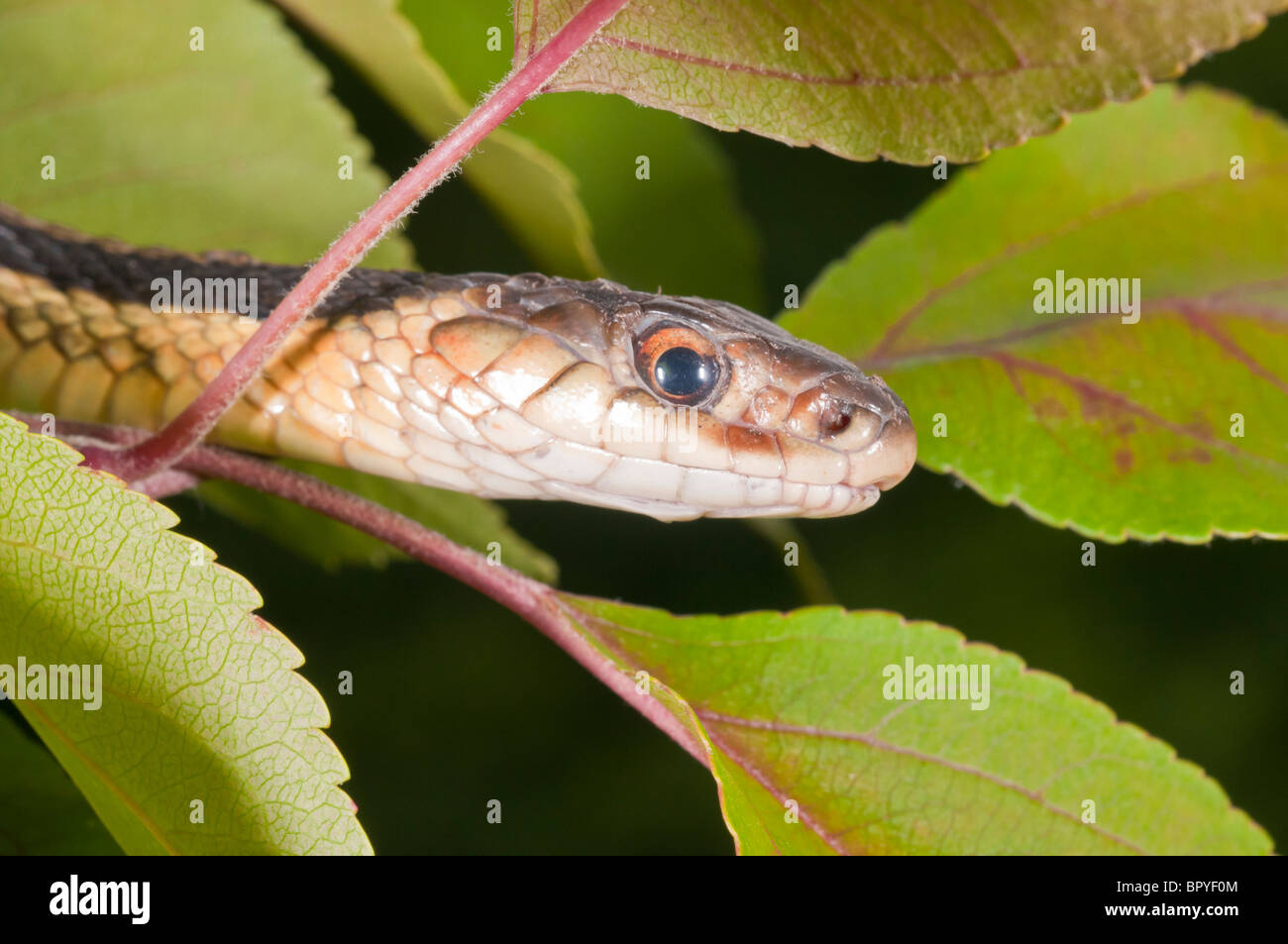 Garter snake birth hi-res stock photography and images - Alamy