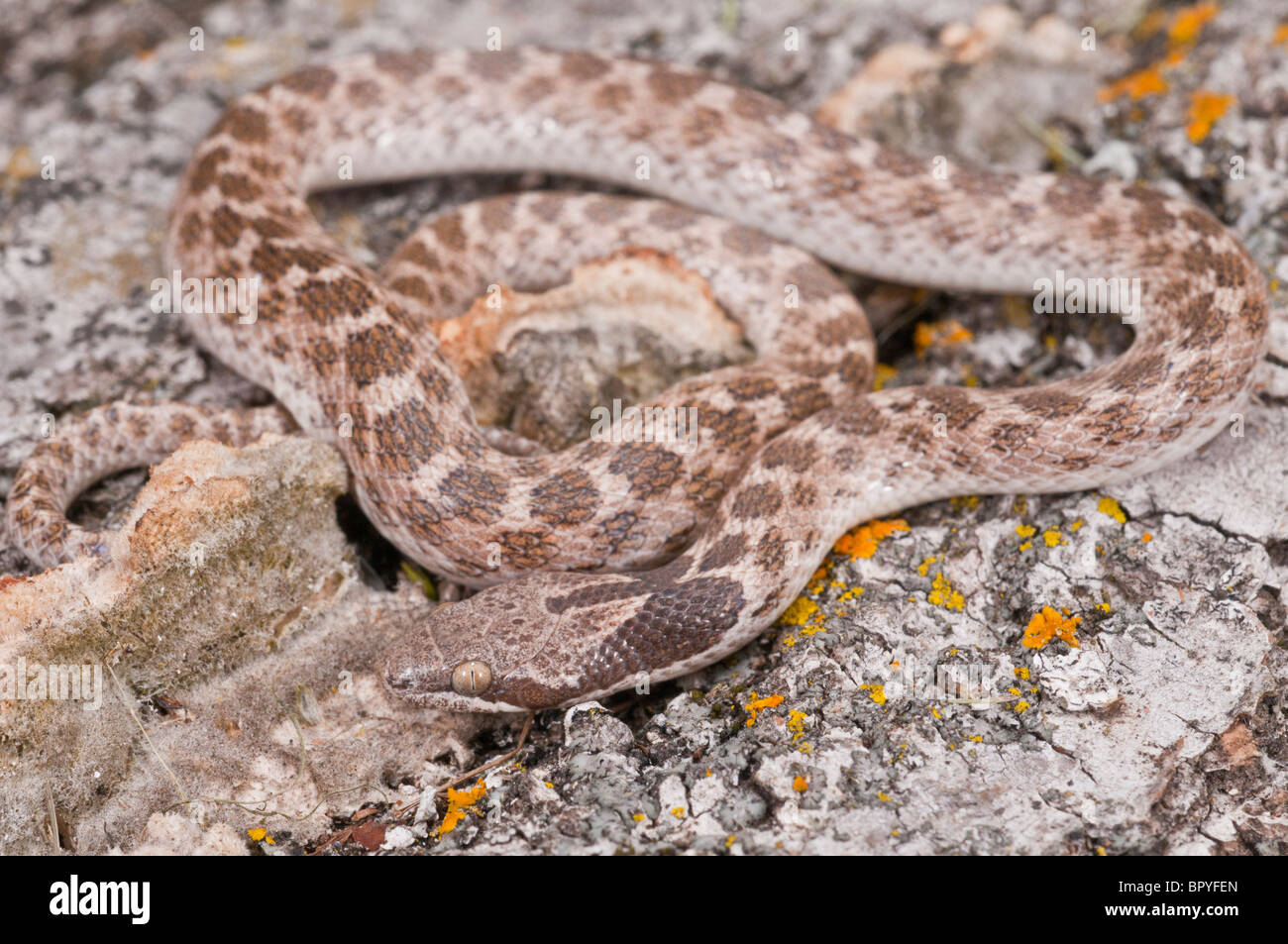 Texas night snake, Hypsiglena torquata jani, native to southern United ...