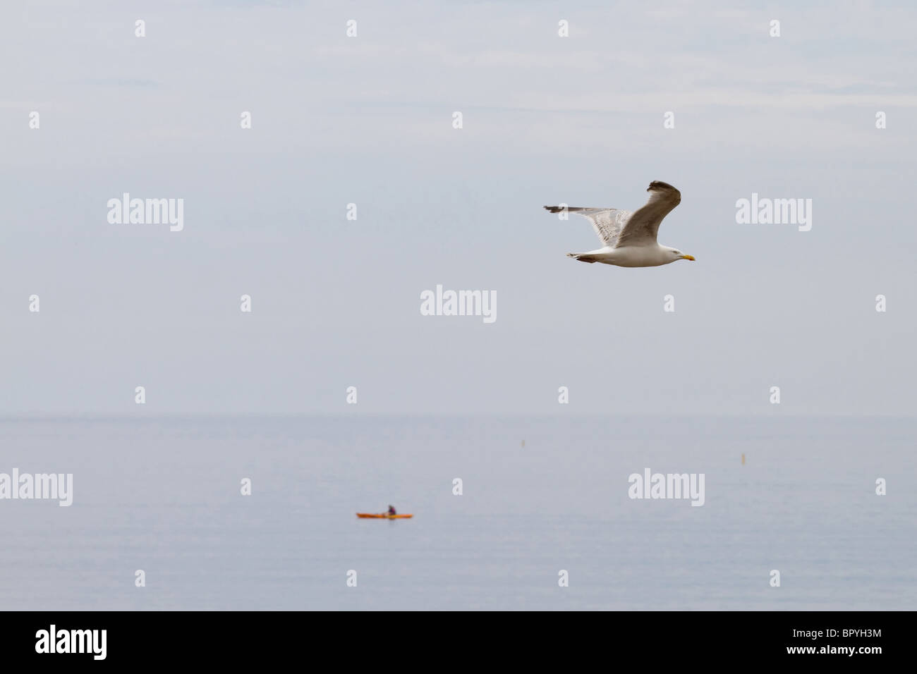 Bird in flight over head by the sea Stock Photo - Alamy