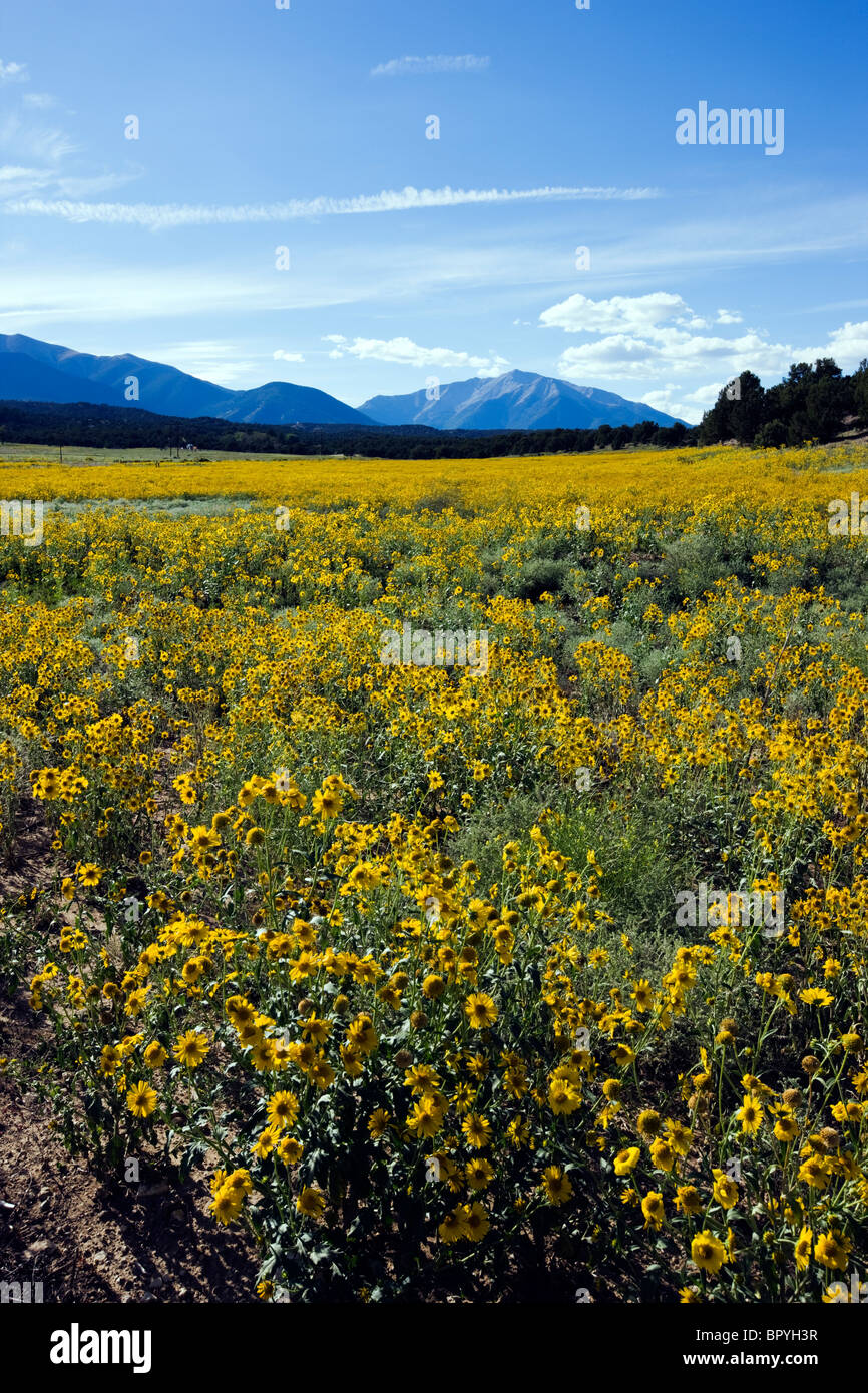Ranch pasture full of wild sunflowers along the Collegiate Peaks Range ...