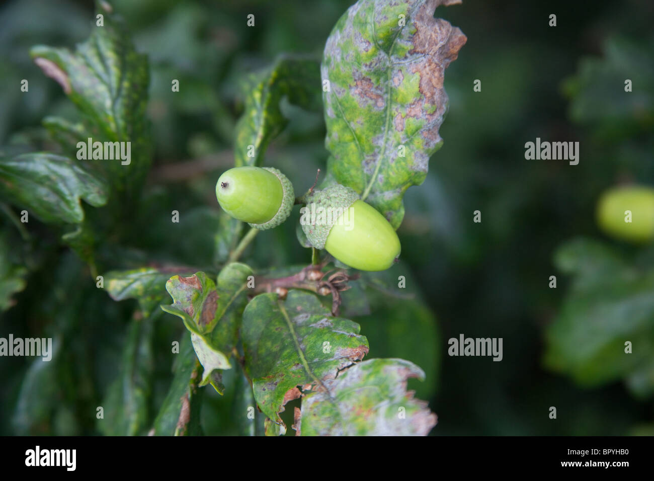Acorns growing on oak tree hi-res stock photography and images - Alamy